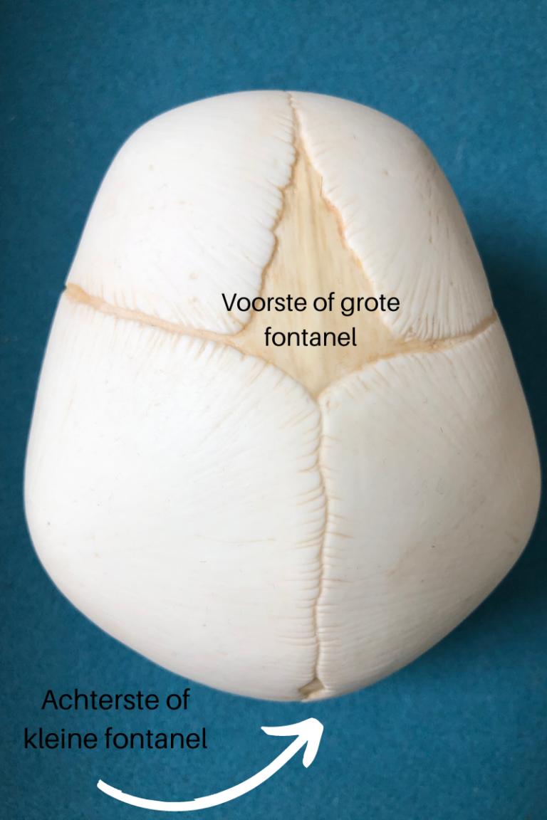 Fontanel weetjes! - Osteopathie Cindy de Nooijer